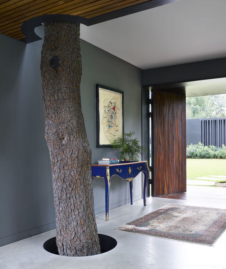 Inspo: How To Grow a Tree Indoors!