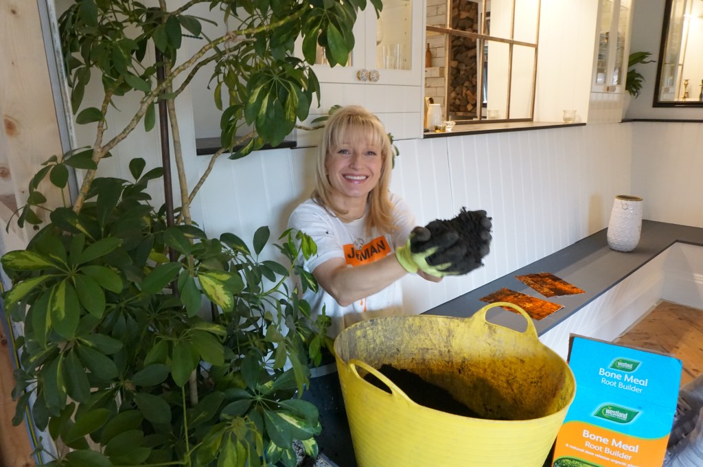 Inspo: How To Grow a Tree Indoors!