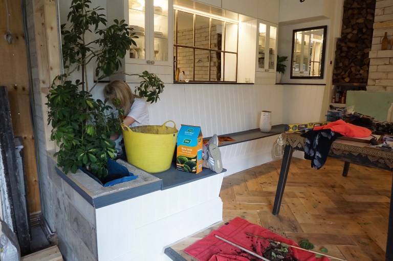 Inspo: How To Grow a Tree Indoors!