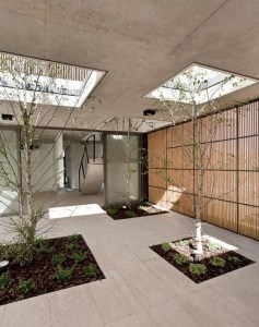 Inspo: How To Grow a Tree Indoors!