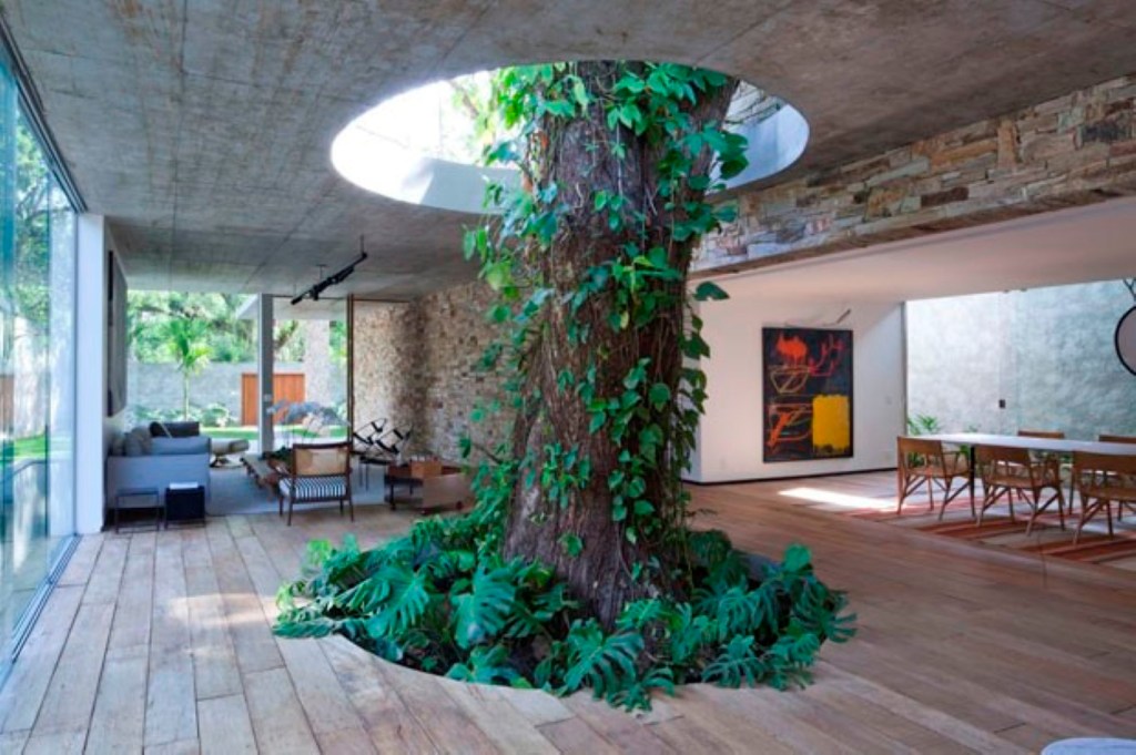 Inspo: How To Grow a Tree Indoors!