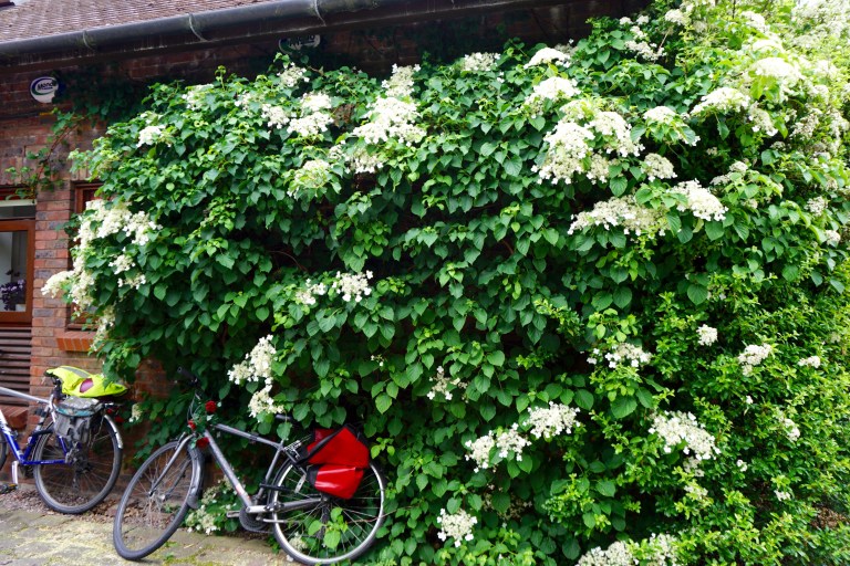 Growing A Climbing Hydrangea, & How To Get Started