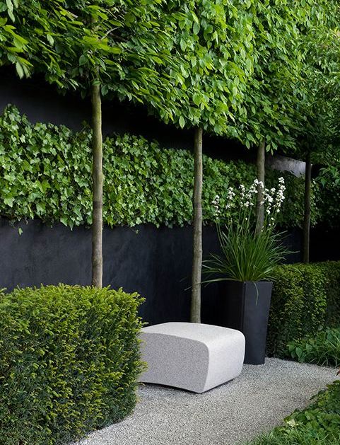 How To: Elegant & Practical Garden Screening – Pleached Tree Paradise
