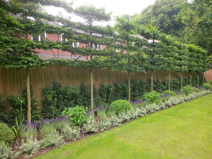 How To: Elegant & Practical Garden Screening – Pleached Tree Paradise