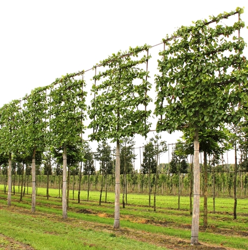 How To: Elegant & Practical Garden Screening – Pleached Tree Paradise